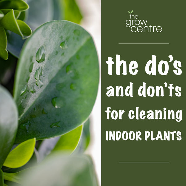 The Do's and Don'ts for cleaning plants - The Grow Centre