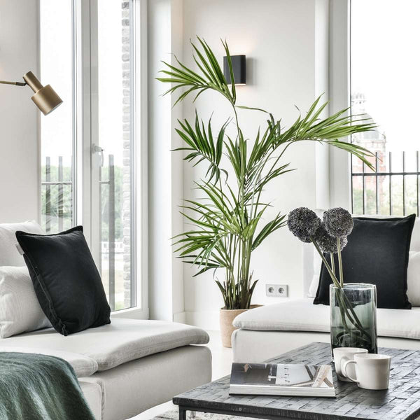 Indoor Plant Light Guide: How to Match Plants with Light Levels - The ...