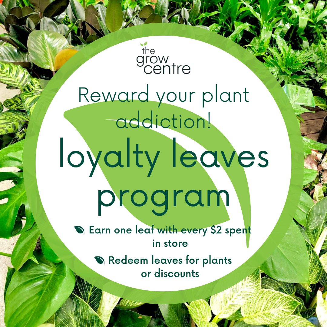 Plant Nursery for Indoor & Outdoor Greens | The Grow Centre