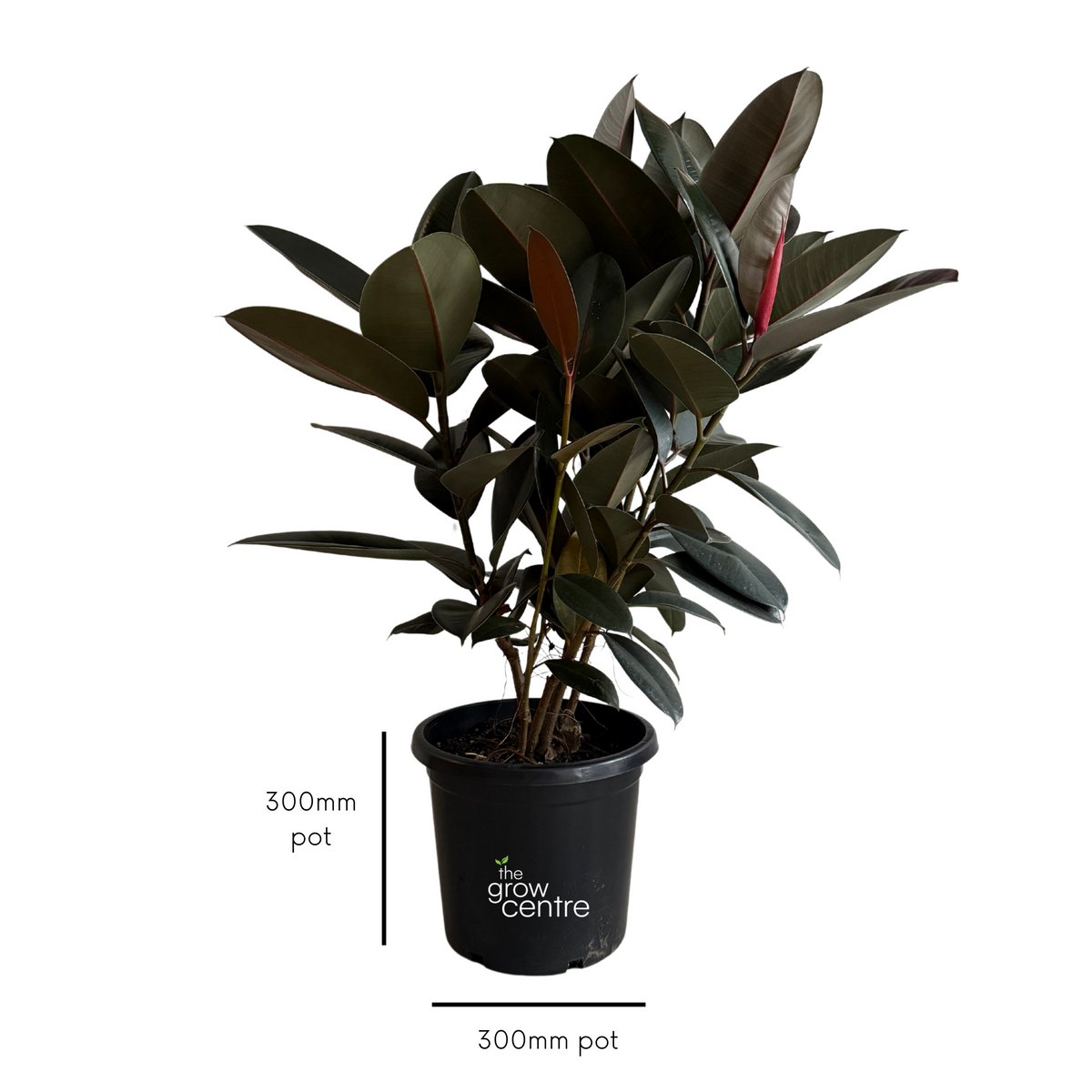 Ficus Elastica Burgundy - Ficus elastica - The Grow Centre