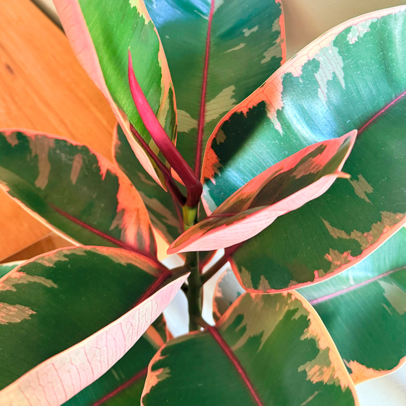 Ficus Elastica Ruby - Ficus elastica (Rubber Plant) - The Grow Centre