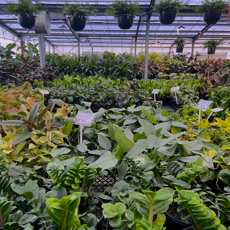 Wholesale Plants & Pots | Bulk Supply | The Grow Centre