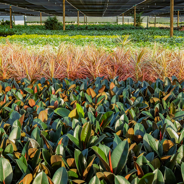 Wholesale Plants & Pots | Bulk Supply | The Grow Centre