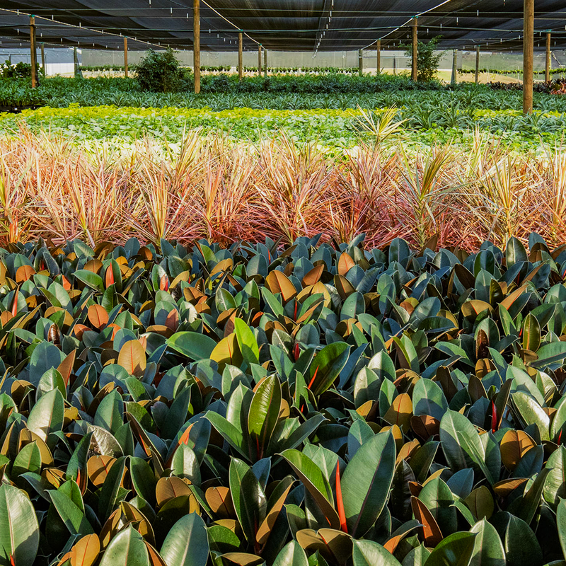 Wholesale Plants & Pots | Bulk Supply | The Grow Centre