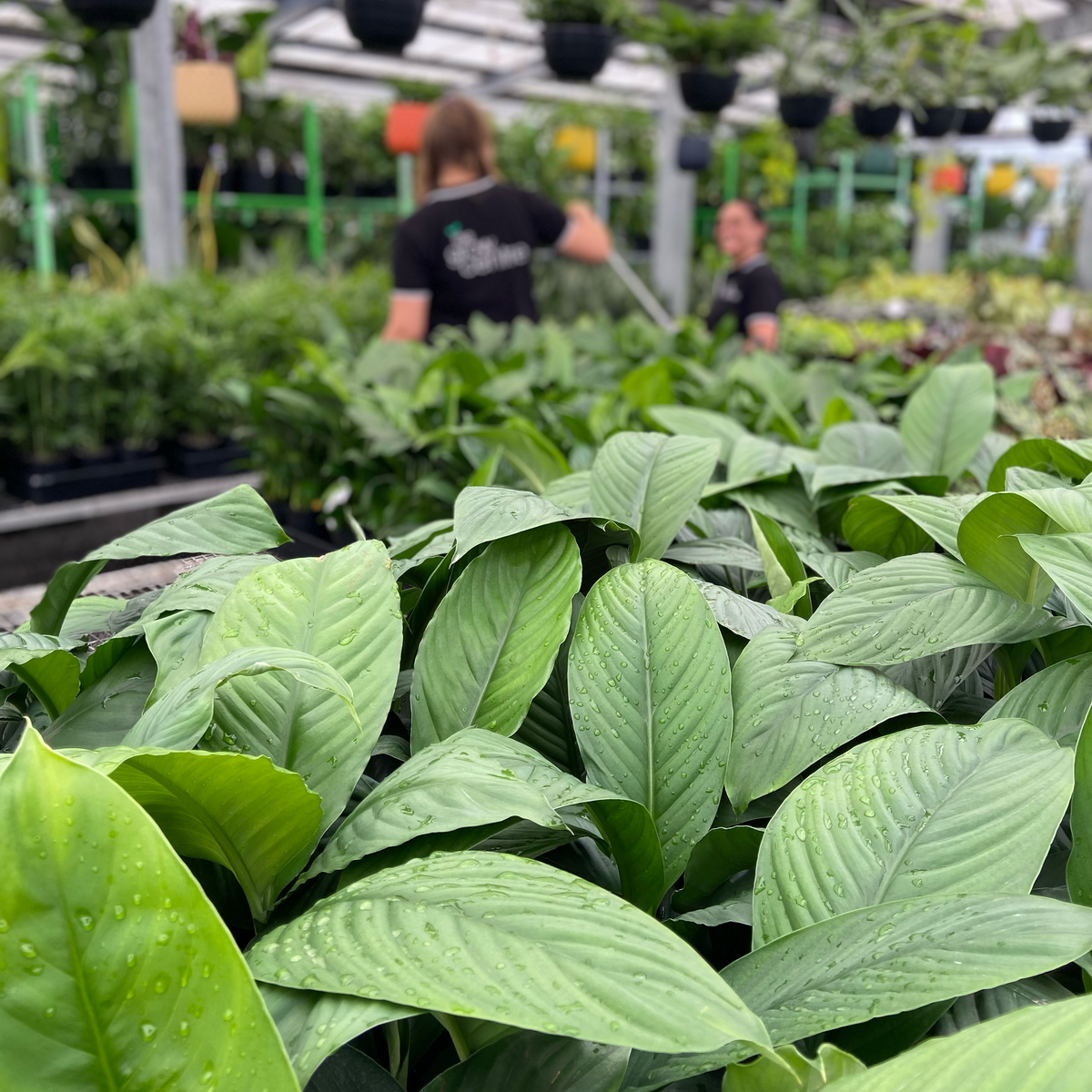 Store Locations | The Grow Centre