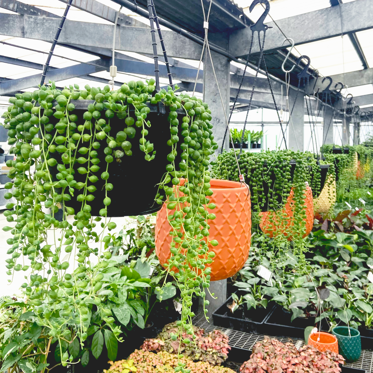 Hanging Plants | Home & Workspace | The Grow Centre
