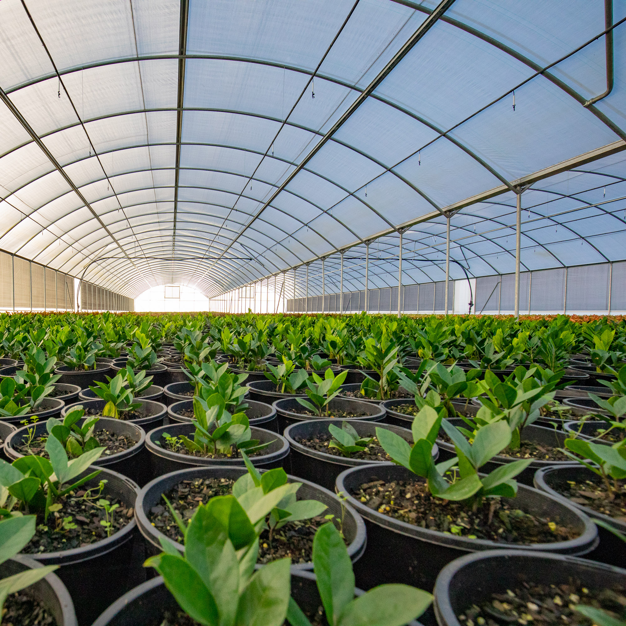 Frequently Asked Questions (FAQs) | The Grow Centre