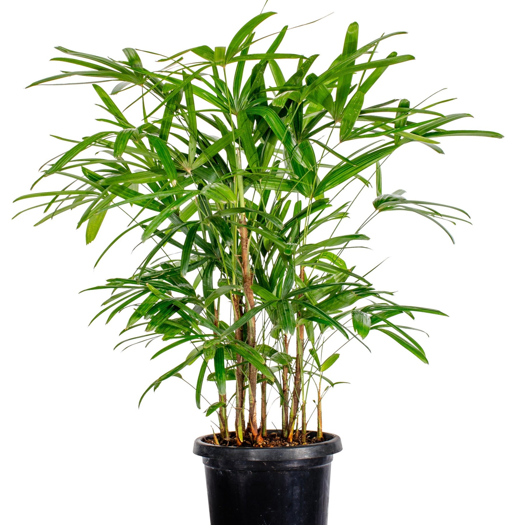 Shop for Pet-Friendly Plants | The Grow Centre