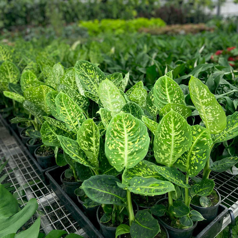 Reflector - Dieffenbachia - The Grow Centre