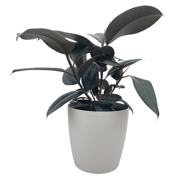 Array Pot - Stone - The Grow Centre